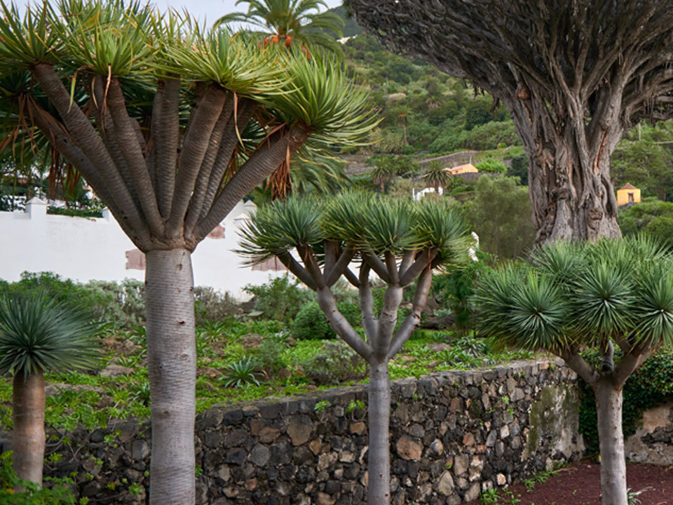 Grass Trees Perth, Sydney, Melbourne & Dural | Feature Trees