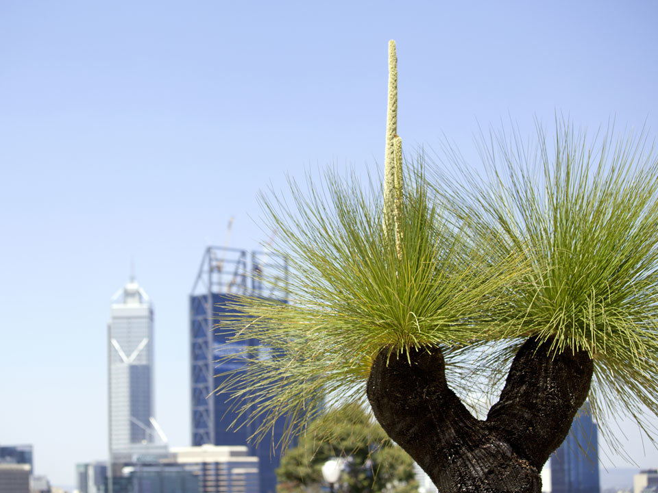 Grass Trees Perth, Sydney, Melbourne & Dural | Feature Trees