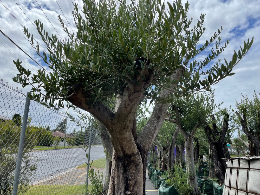 Medium to large mature Olive Tree